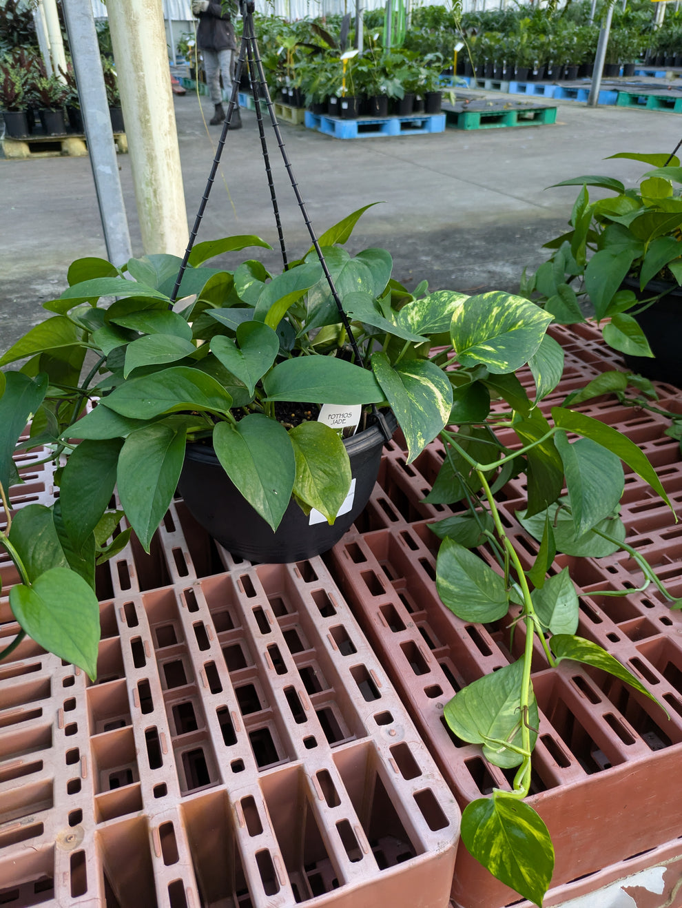 Epipremnum aureum Jade Pothos – The Plant Broker