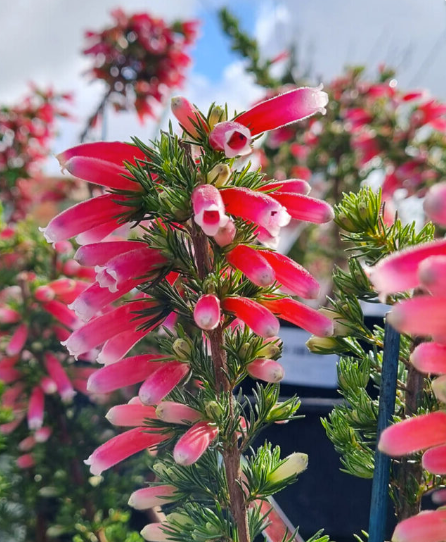 Erica Ruby Pearl – The Plant Broker