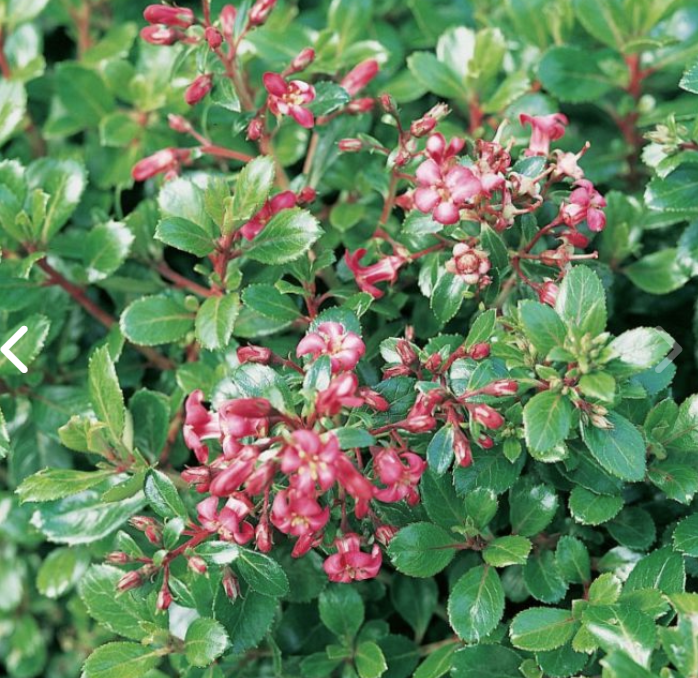 Escallonia Newport Dwarf – The Plant Broker