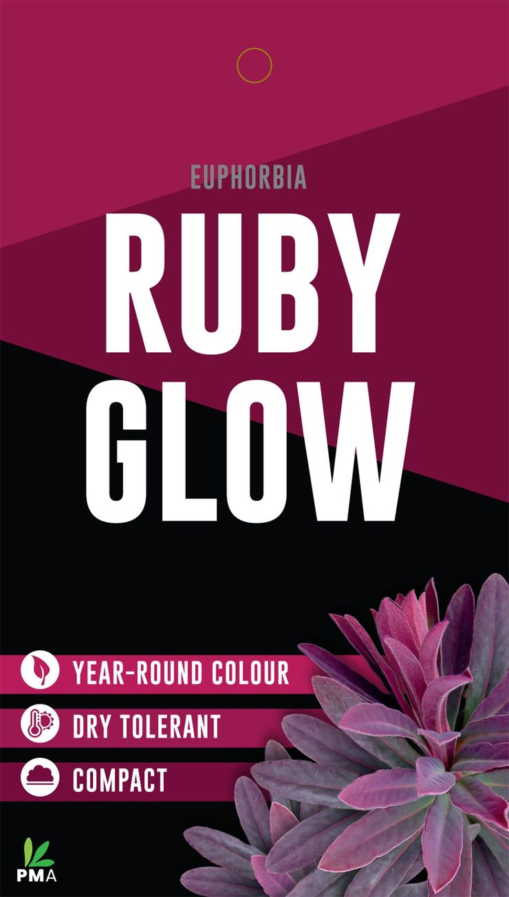 Euphorbia ‘Ruby Glow’ – The Plant Broker