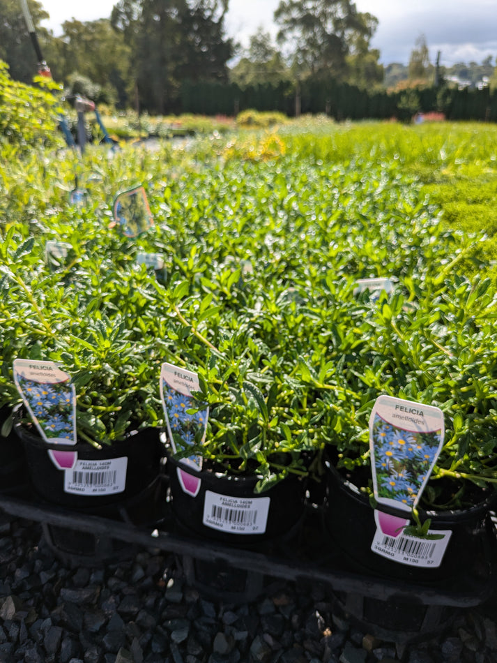 Felicia amelloides – The Plant Broker