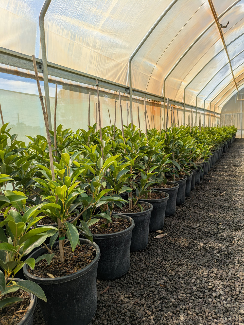 Ficus Figaro – The Plant Broker