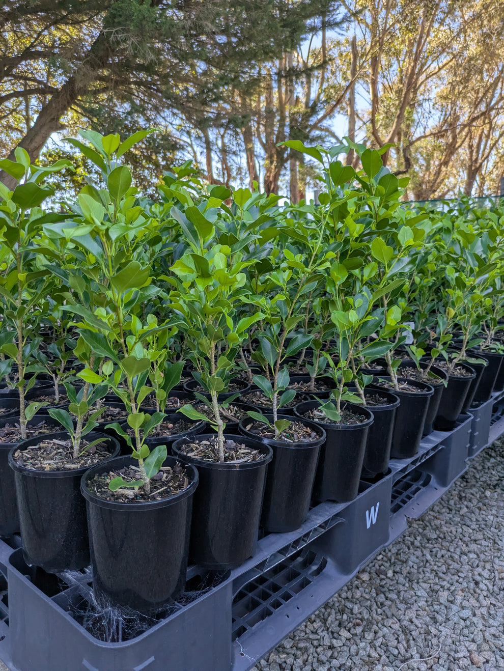 Ficus hillii 'Flash' – The Plant Broker