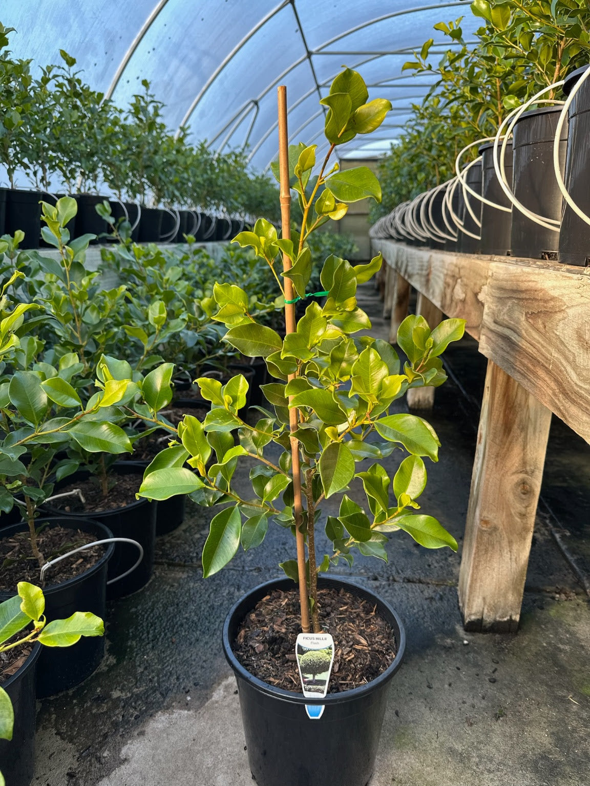 Ficus hillii 'Flash' – The Plant Broker