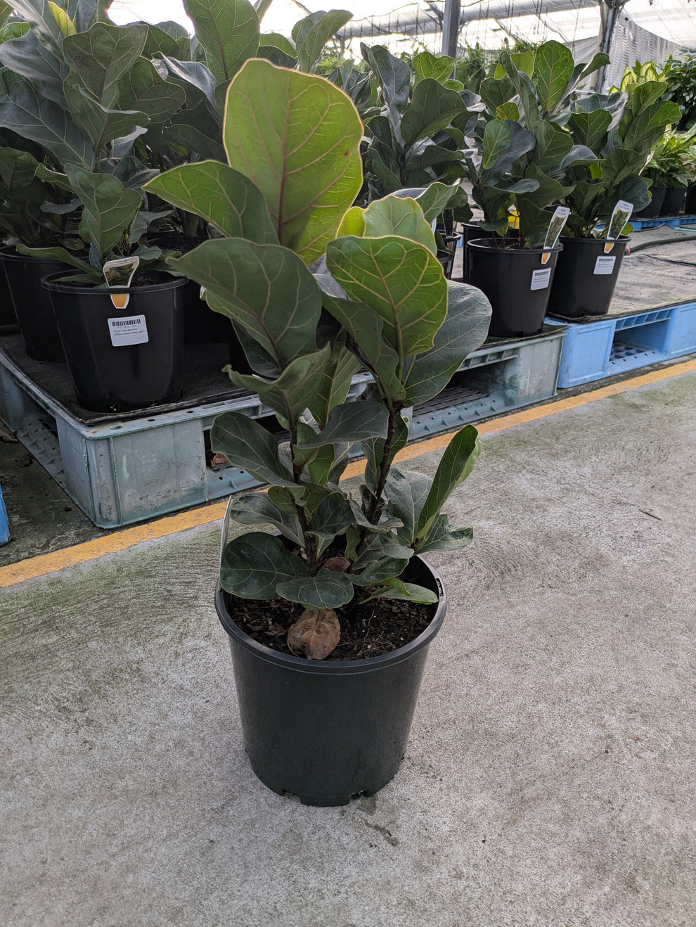 Ficus lyrata "Bambino" – The Plant Broker