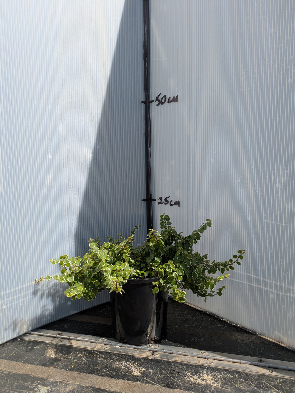Ficus pumila Ice Caps – The Plant Broker