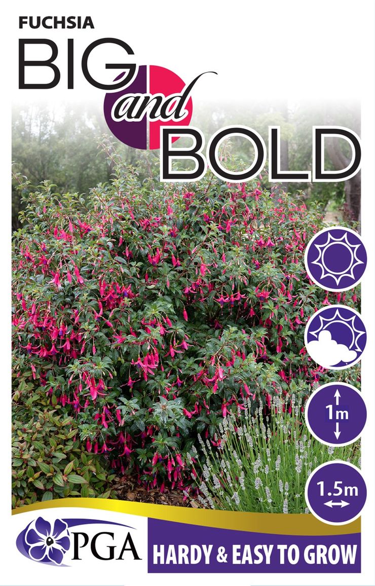 Fuchsia ‘Big and Bold’ – The Plant Broker