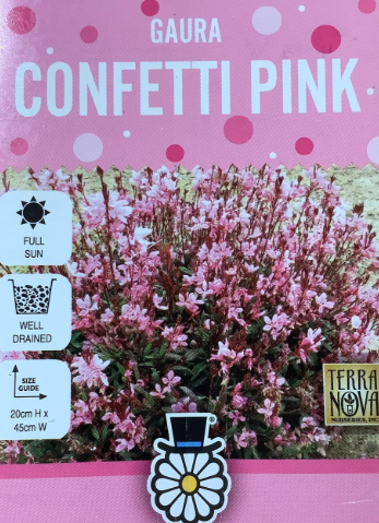 Gaura spp. Confetti Pink – The Plant Broker