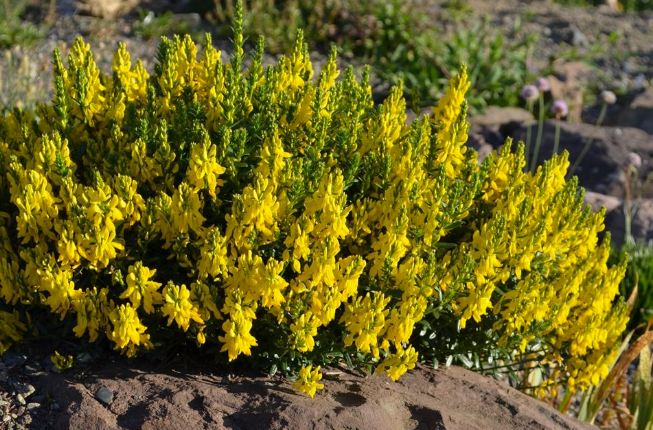 Genista nana – The Plant Broker