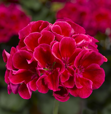 Geranium Big Splash – The Plant Broker