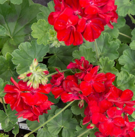 Geranium Caliope Big Red – The Plant Broker