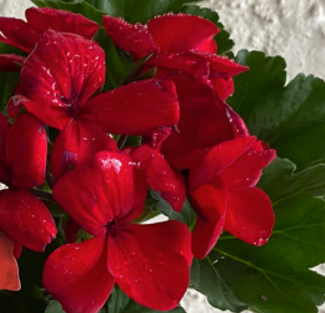 Geranium Little Red – The Plant Broker