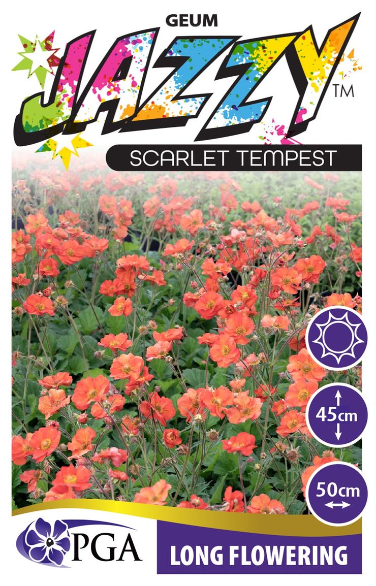 Geum Jazzy ‘Scarlet Tempest' – The Plant Broker