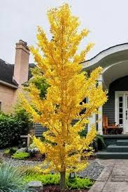 Ginkgo biloba Mekkens Minaret – The Plant Broker