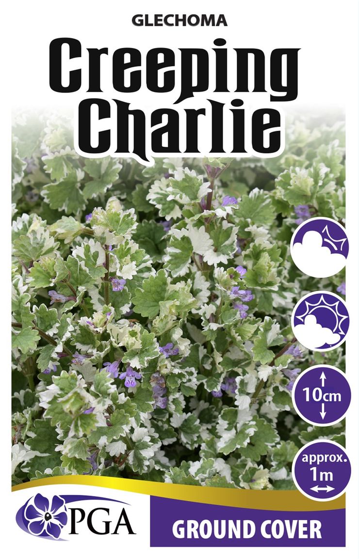 Glechoma ‘Creeping Charlie’ – The Plant Broker