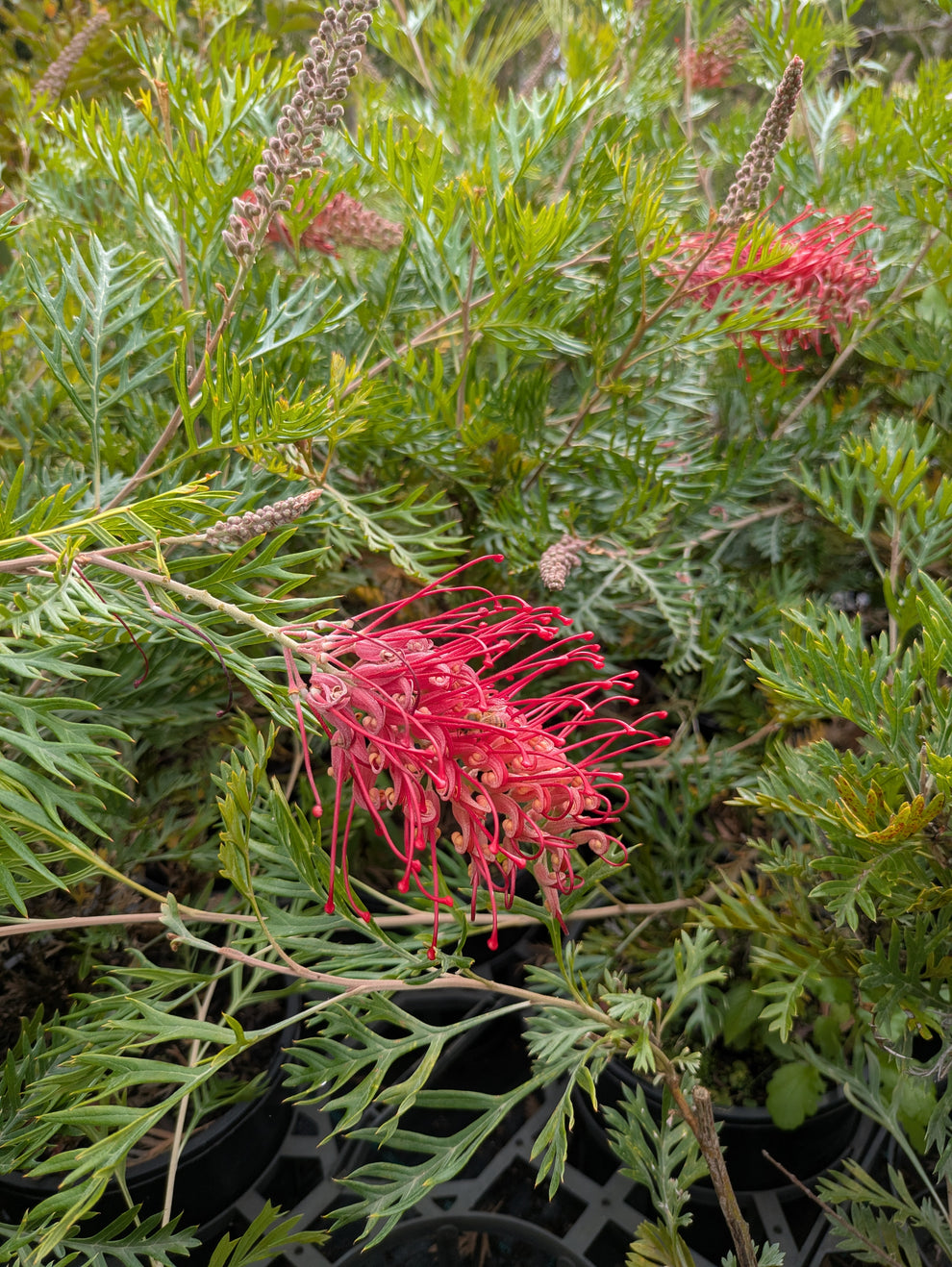 Grevillea Little Robyn – The Plant Broker