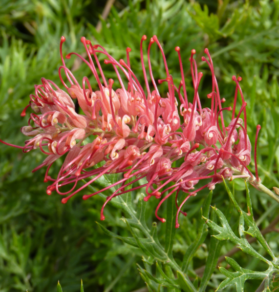 Grevillea Robyn Gordon – The Plant Broker