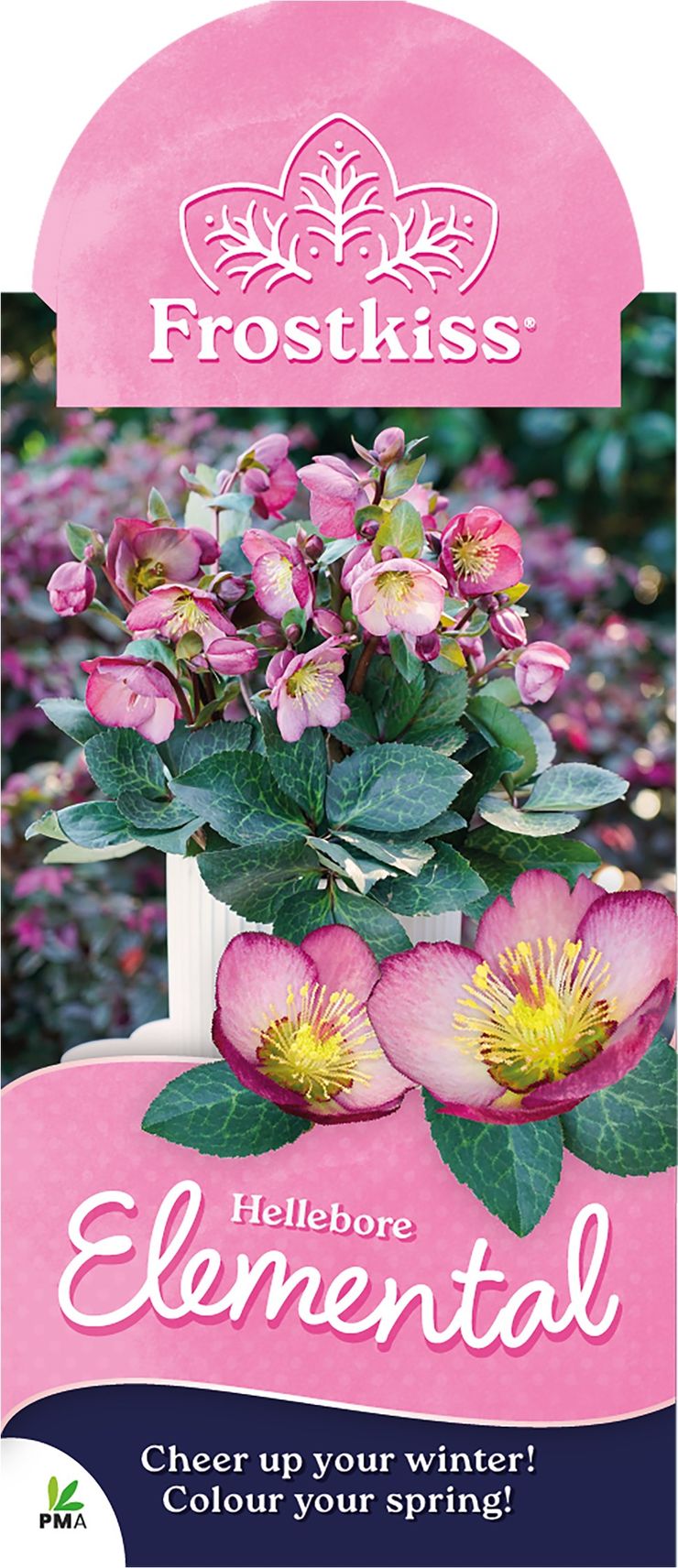 Hellebore FROSTKISS® Elemental – The Plant Broker