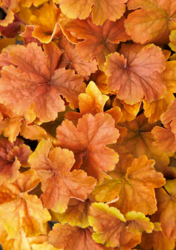 Heuchera Northern Exposure Amber – The Plant Broker