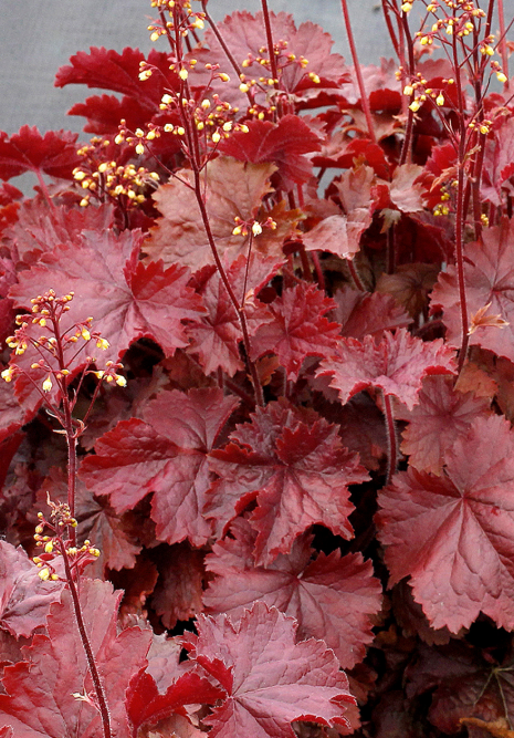 Heuchera Northern Exposure Red – The Plant Broker
