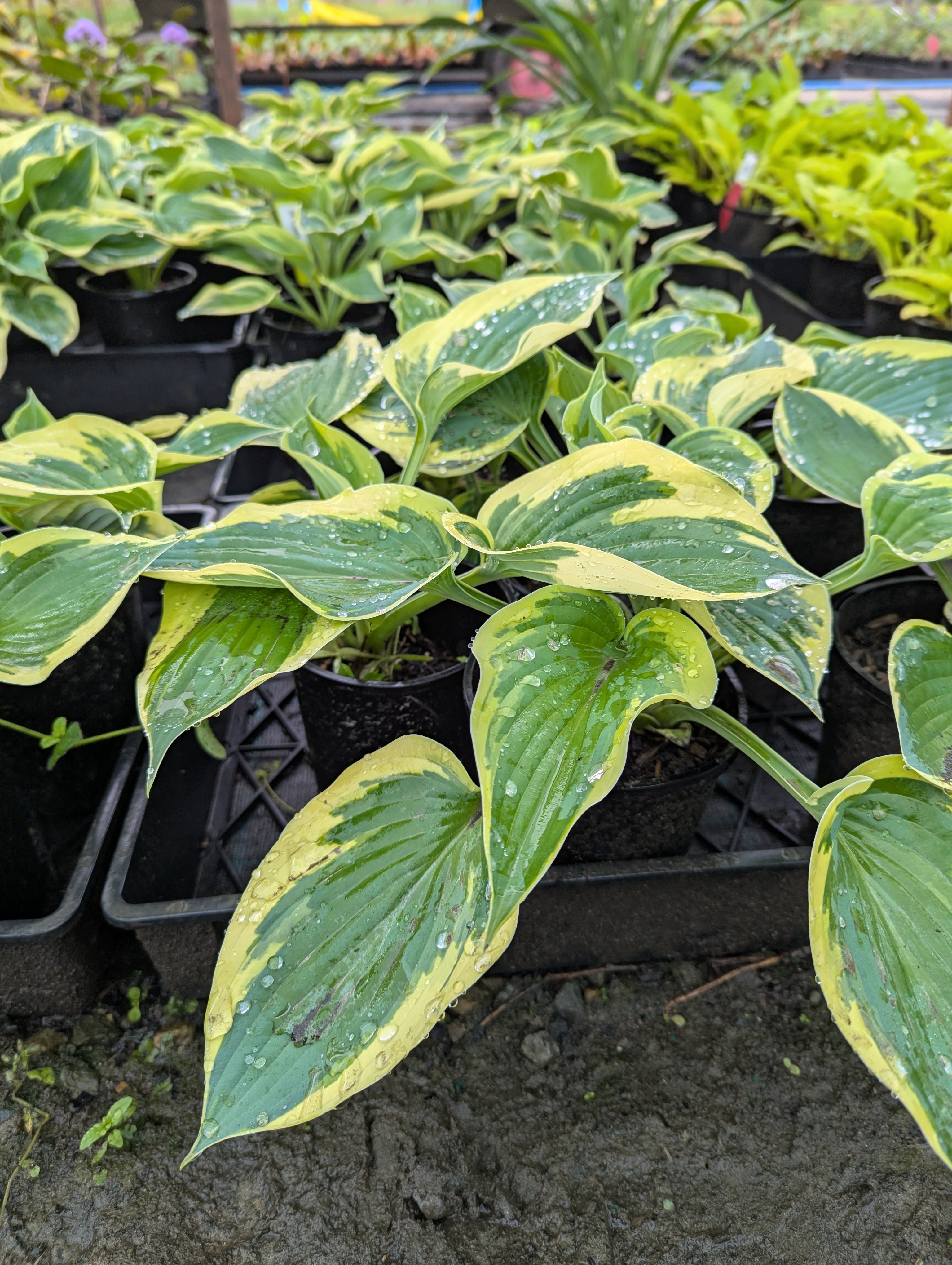 Hosta Hi Class – The Plant Broker