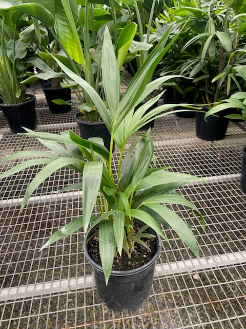 Howea forsteriana – The Plant Broker