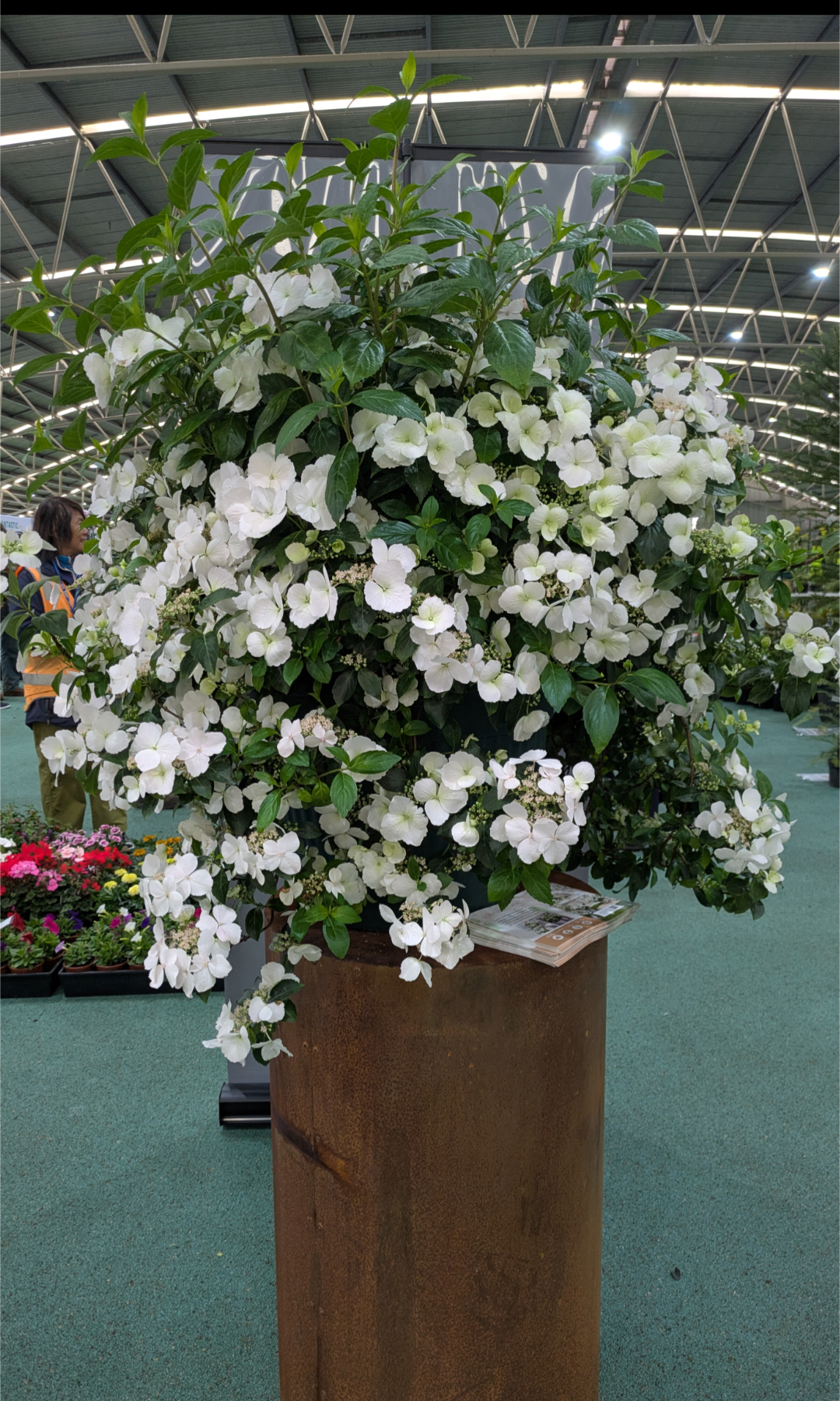 Hydrangea 'Runaway Bride' – The Plant Broker