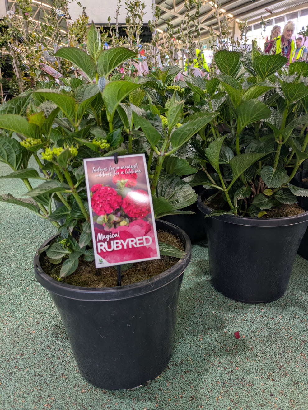 Hydrangea 'Magical Ruby Red' – The Plant Broker