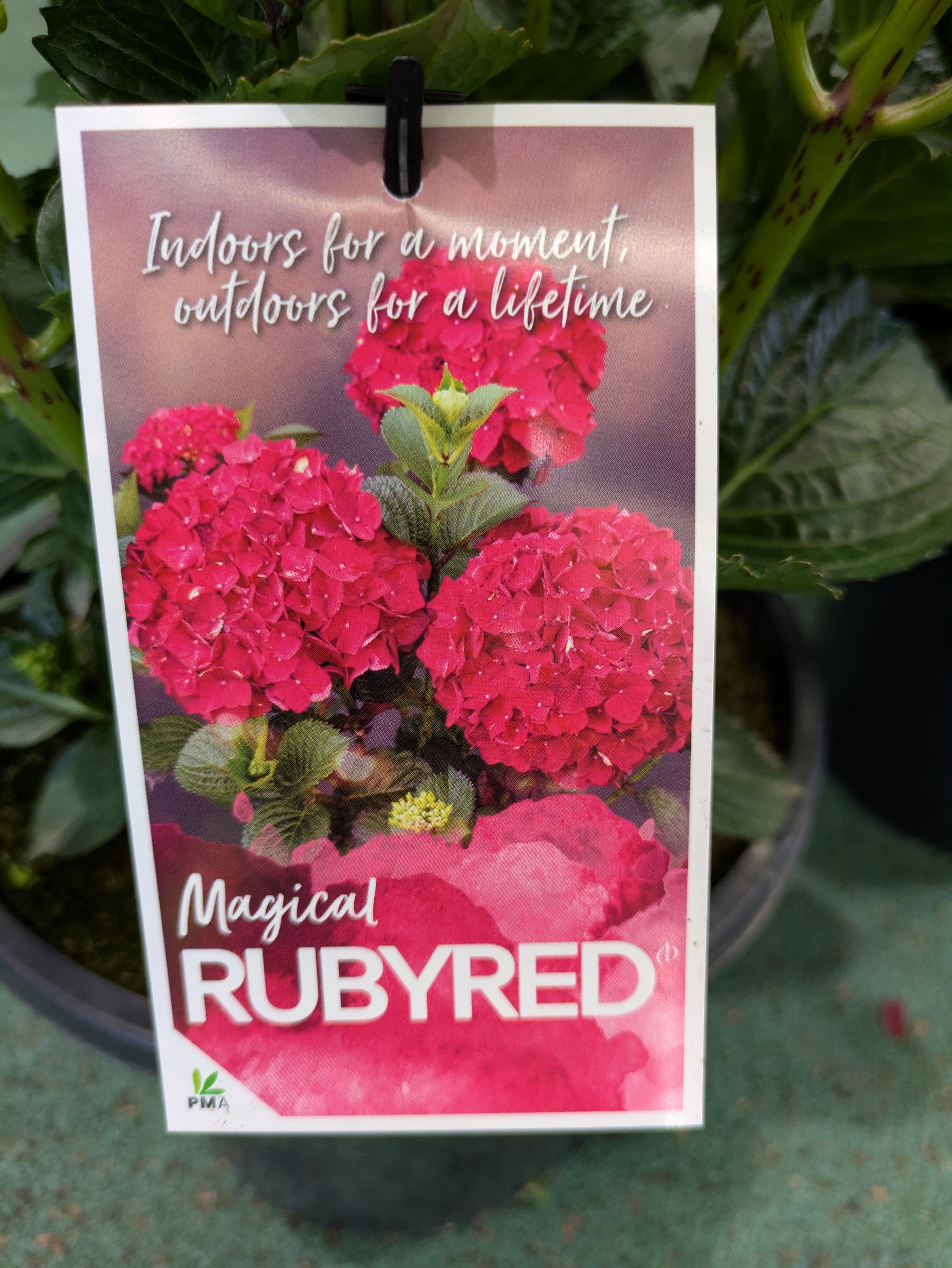 Hydrangea 'Magical Ruby Red' – The Plant Broker