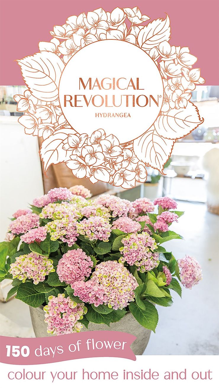 Hydrangea ‘Pink Magical Revolution’ – The Plant Broker