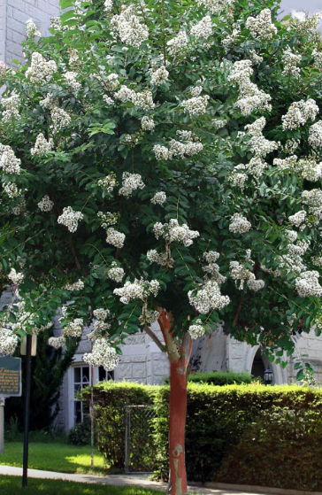 Lagerstroemia indica x fauriei 'Natchez' – The Plant Broker