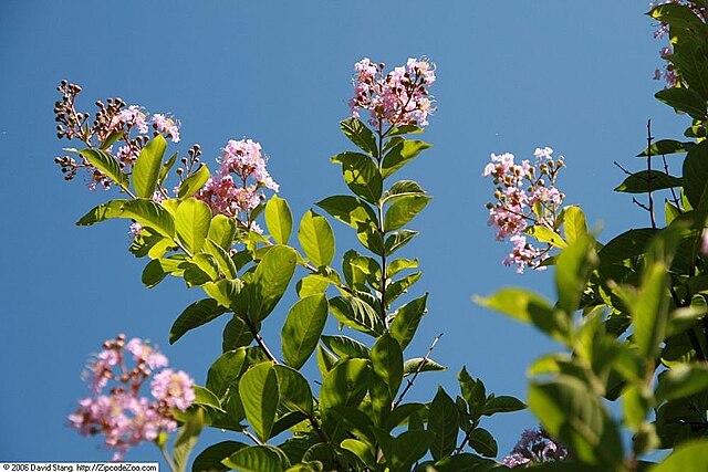 Lagerstroemia 'Muskogee' – The Plant Broker