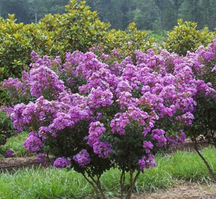 Lagerstroemia indica Dwarf Mauve – The Plant Broker