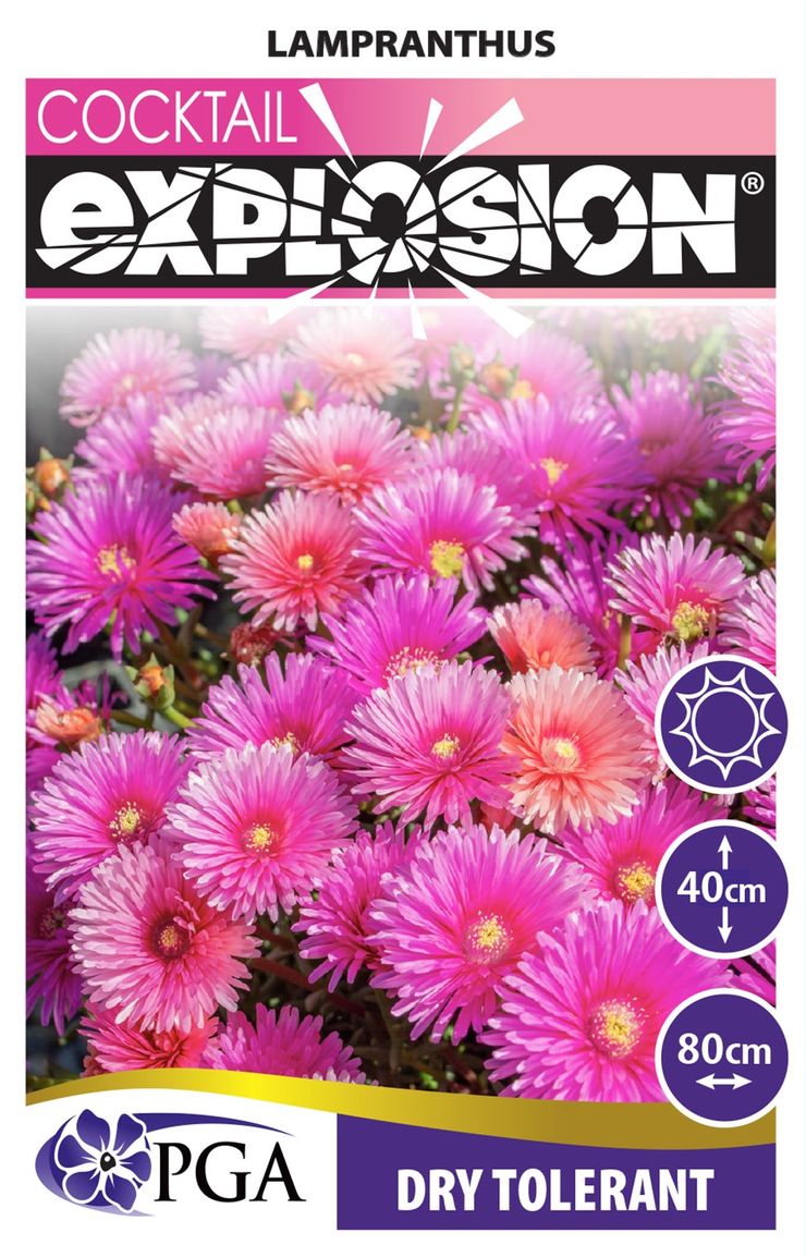 Lampranthus EXPLOSION® ‘Cocktail’ – The Plant Broker