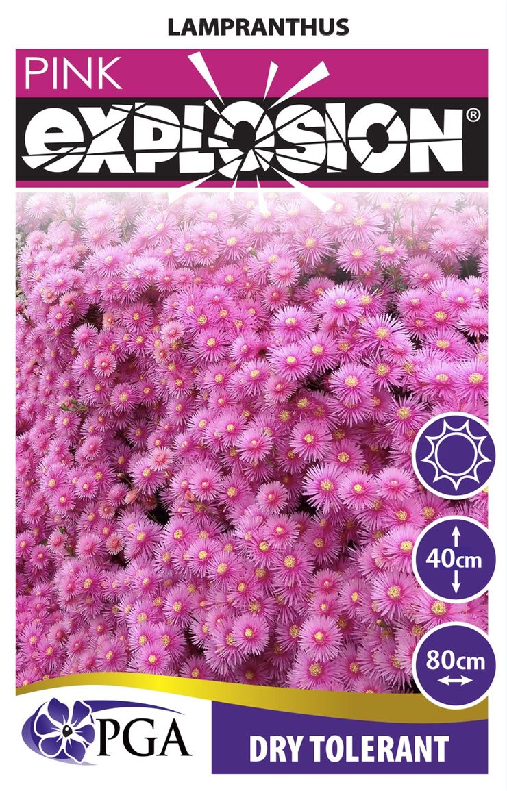Lampranthus EXPLOSION® ‘Pink’ – The Plant Broker