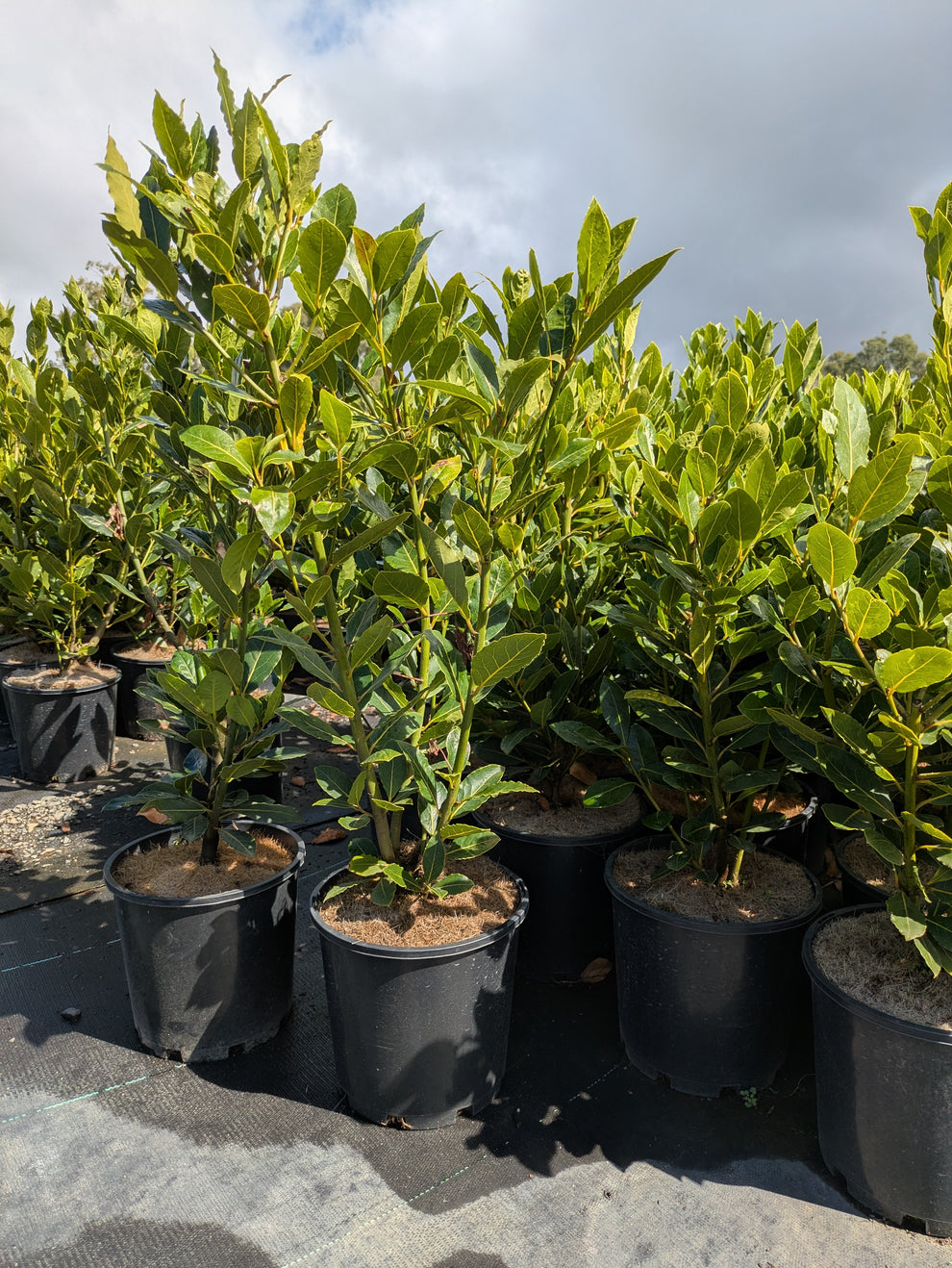 Laurus Flavour Master – The Plant Broker