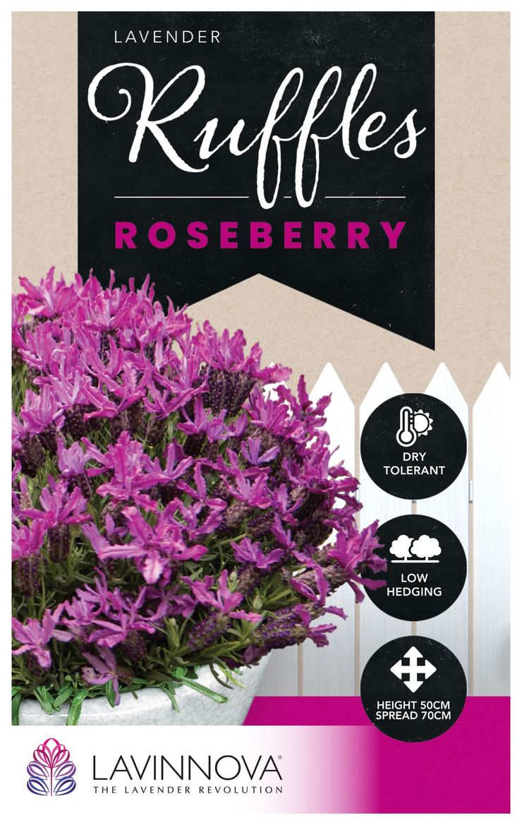 Lavender LAVINNOVA® 'Roseberry Ruffles’ – The Plant Broker