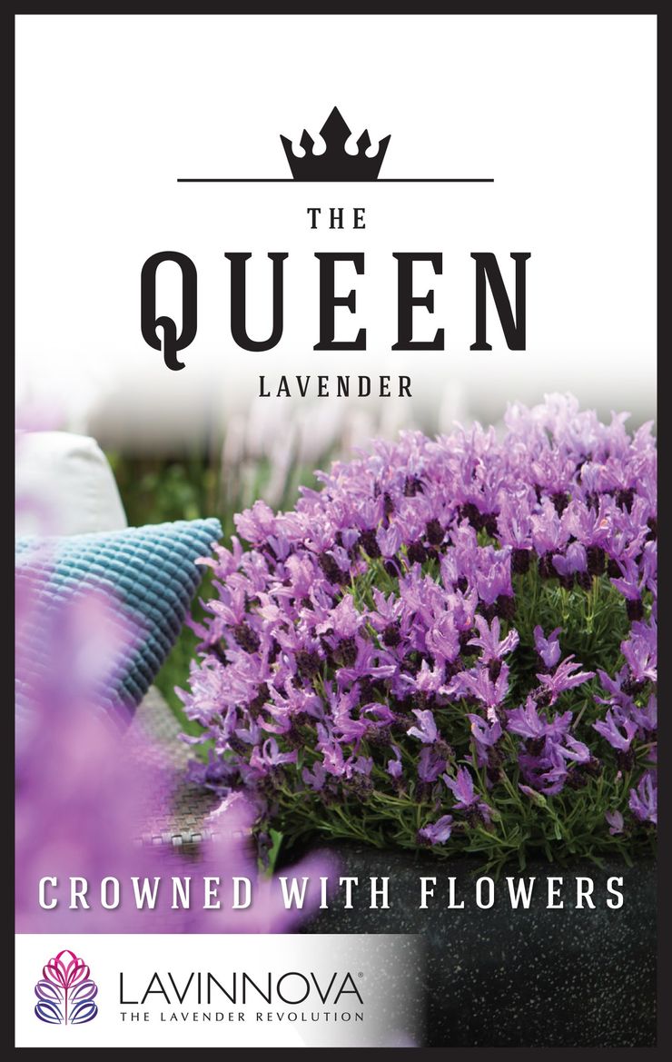 Lavender LAVINNOVA® 'The Queen’ – The Plant Broker