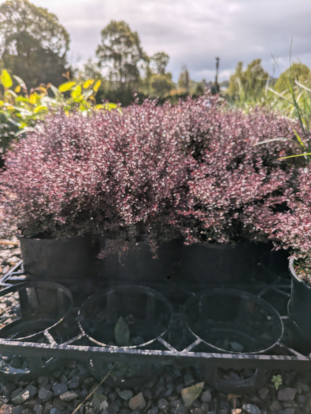 Leptospermum nanum rubrum – The Plant Broker