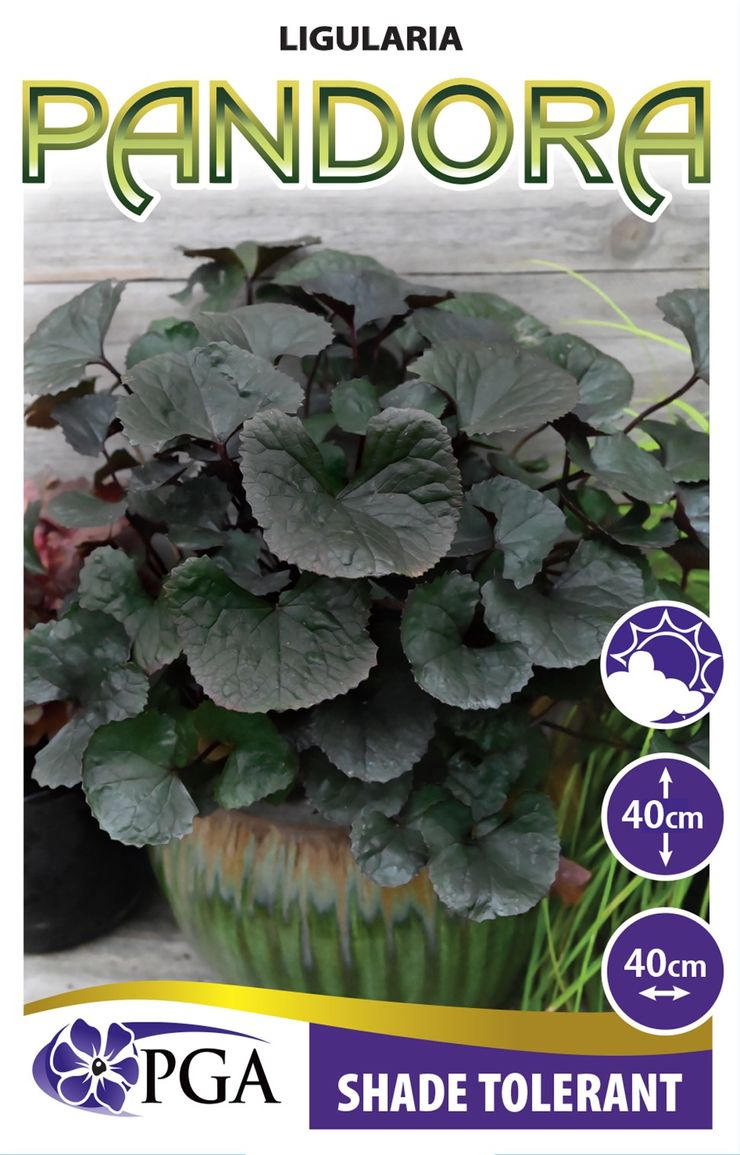 Ligularia ‘Pandora’ – The Plant Broker