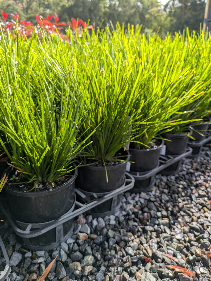 Lomandra Little Lime – The Plant Broker