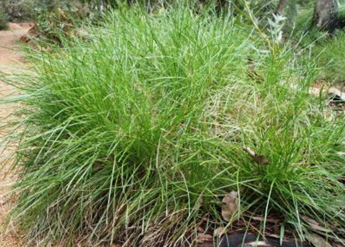 Lomandra confertifolia Little Con – The Plant Broker