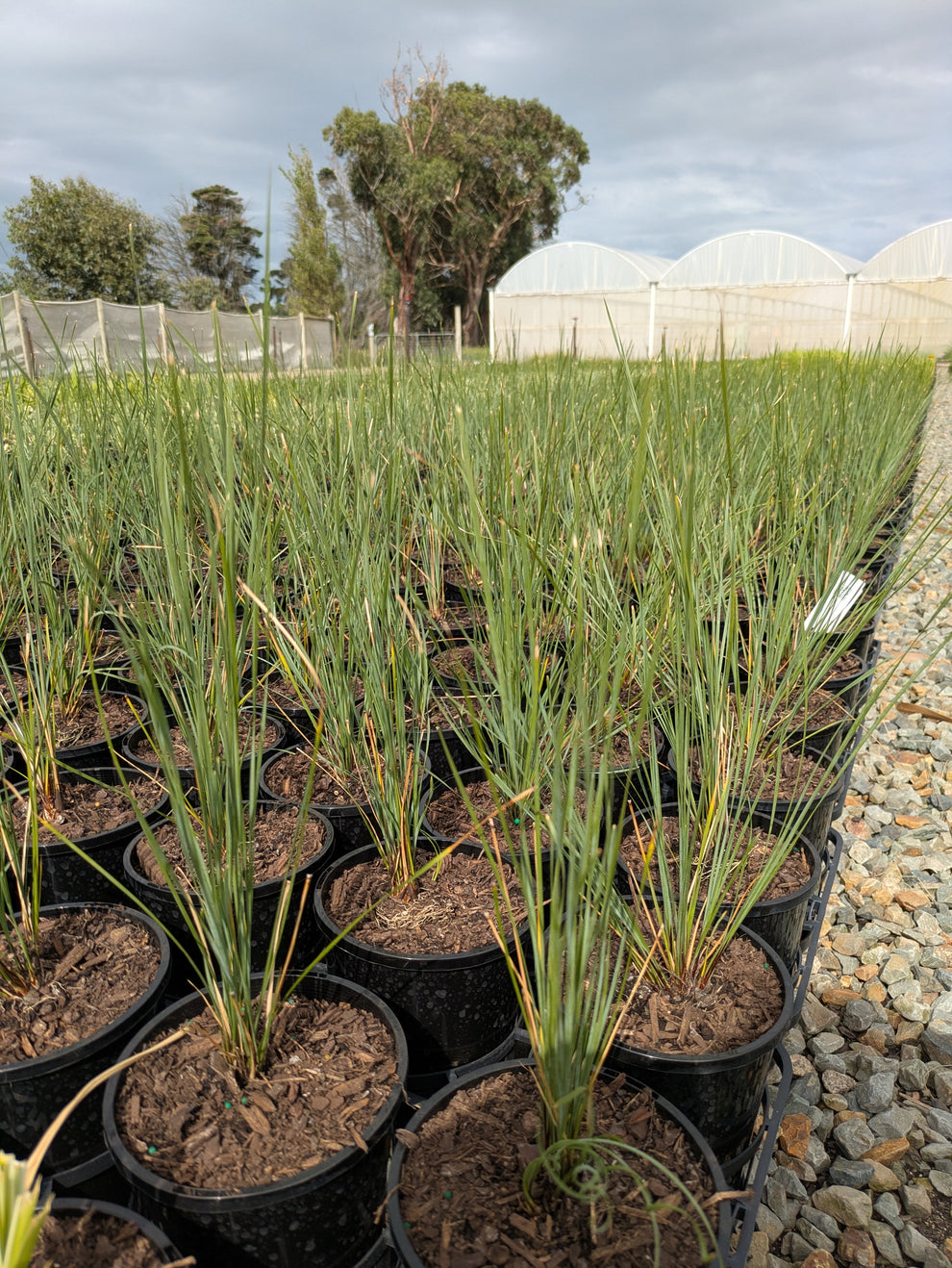 Lomandra fluvitalis (ABU7) Shara™ – The Plant Broker