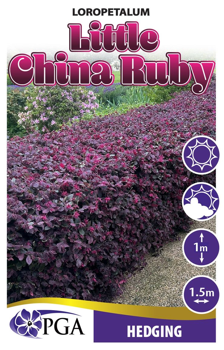 Loropetalum ‘Little China Ruby’ – The Plant Broker