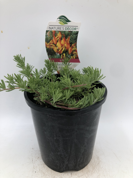Lotus Gold Flash – The Plant Broker
