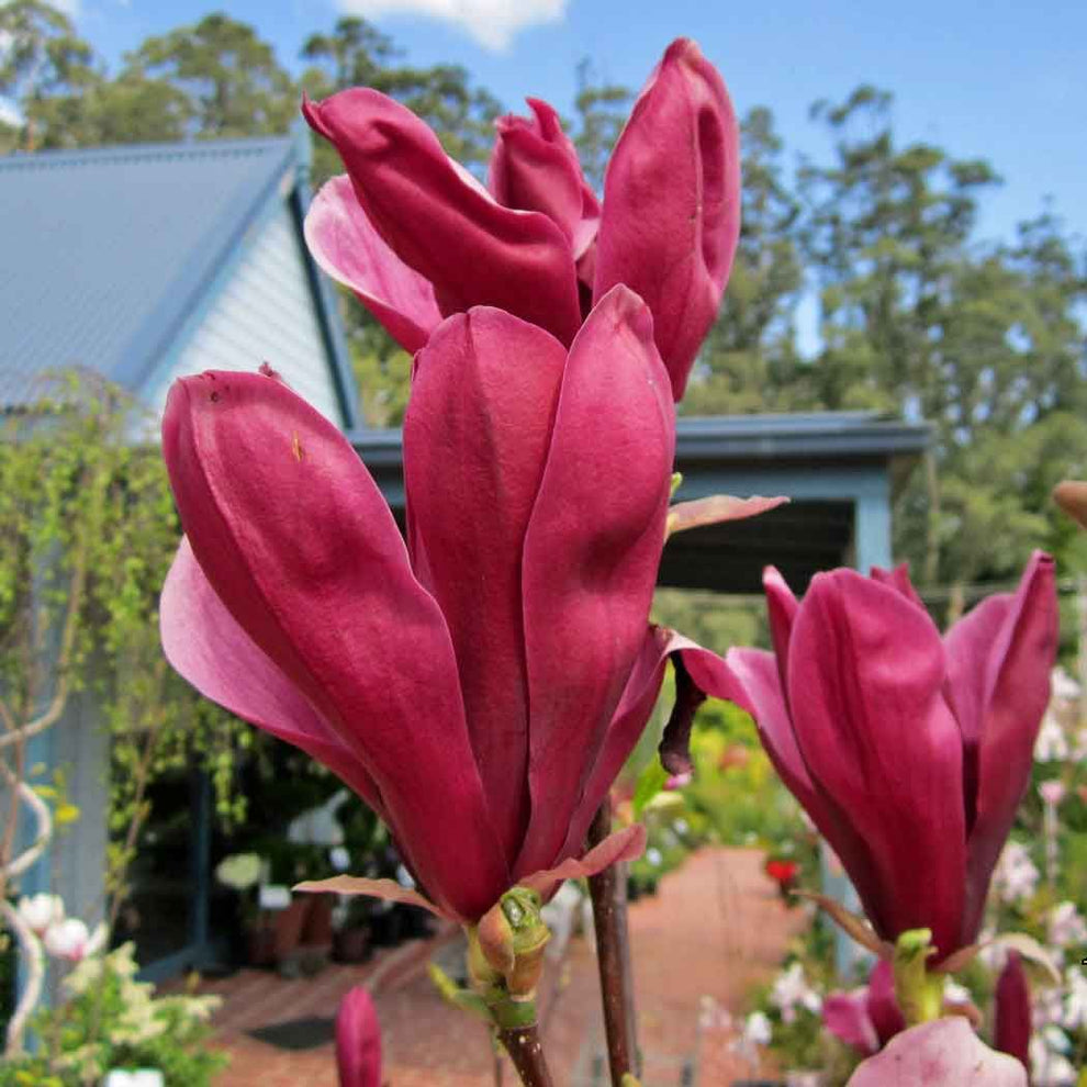 Magnolia Iiliiflora Holland Red – The Plant Broker