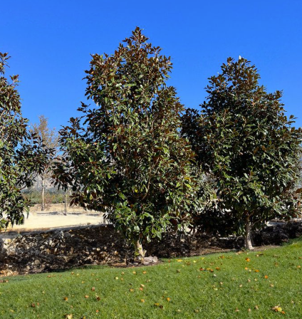 Magnolia grandiflora Kay Parris – The Plant Broker