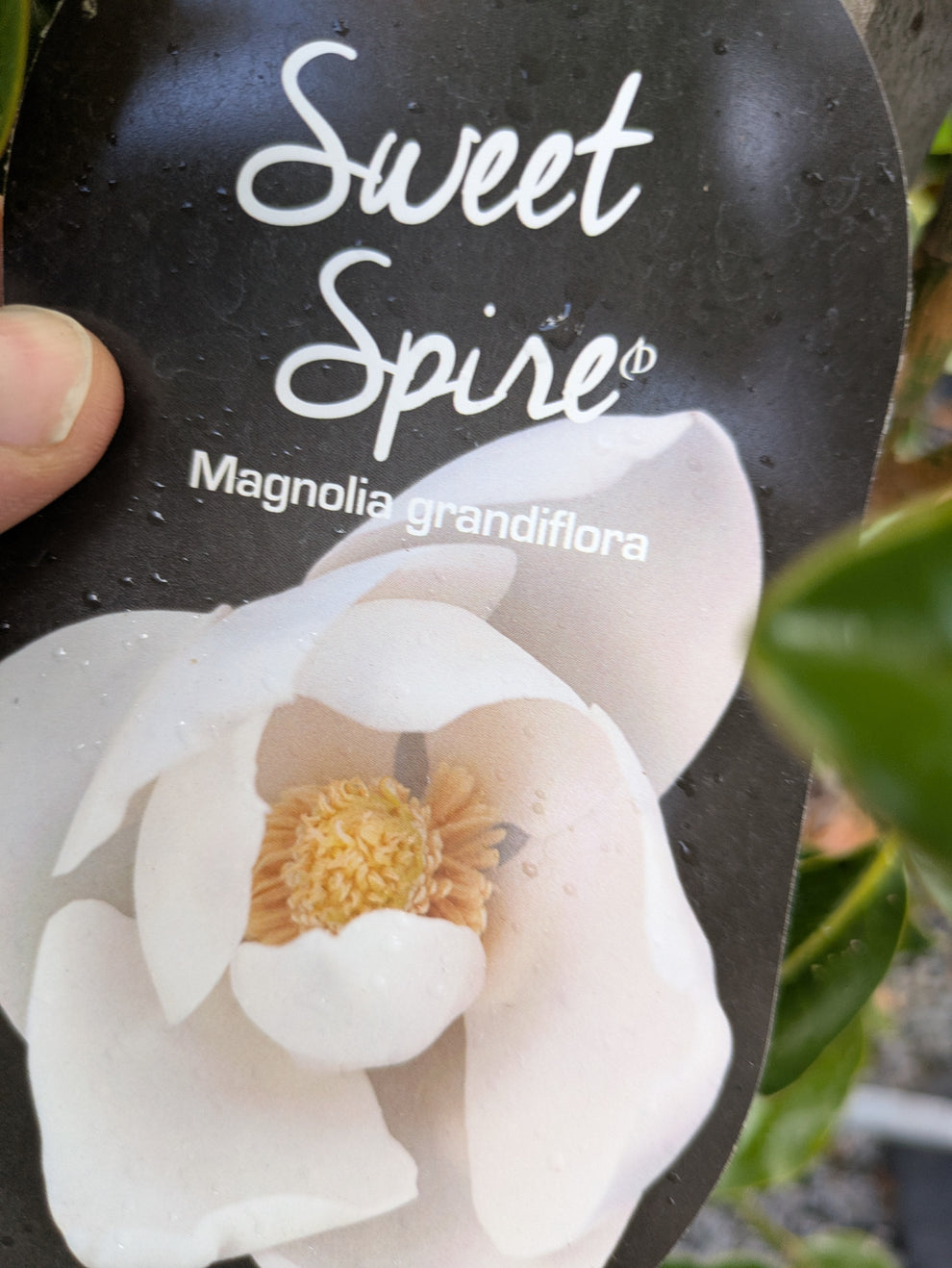 Magnolia grandiflora Sweet Spire – The Plant Broker