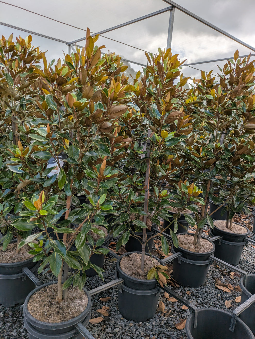 Magnolia grandiflora Sweet Spire – The Plant Broker