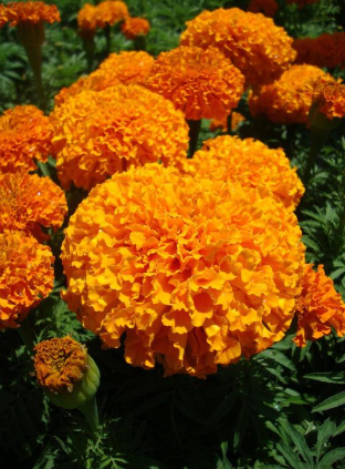 Marigold - Inca Orange – The Plant Broker